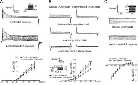 Effects Of Leptin On The Transient Outward Current I To The