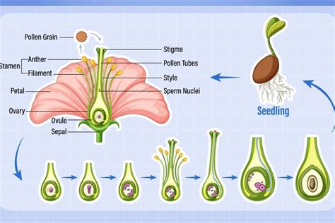Berita Tumbuhan Menyebarkan Biji Terbaru Hari Ini Bobo