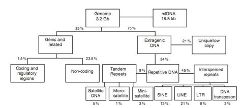 Human Dna Structure And Function