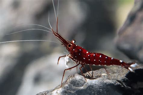 Tép Sula Cách Setup Bể Chăm Sóc Và Sinh Sản Aquasetup