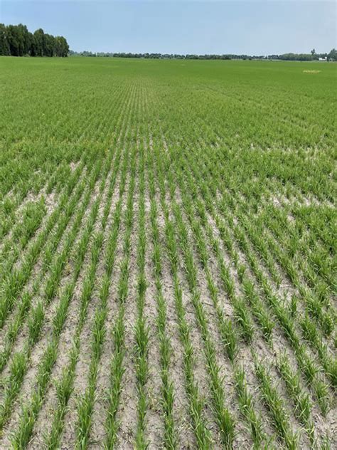 Proshield Total Herbicide Bayer Crop Science Canada Crop Protection