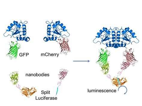 Ijms Free Full Text A Split Luciferase Reporter Recognizing Gfp And