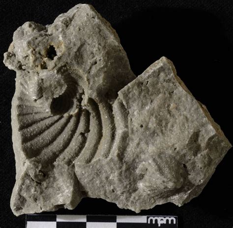 Cephalopod Mollusks Squid And Octopus Wgnhs Uw Madison