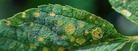 Green Leaf Texture With Natural Imperfections Macro Detail Background