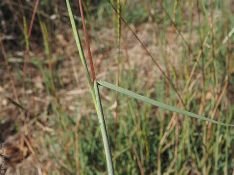 Bothriochloa Macra