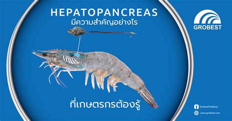 Hepatopancreas Grobest Group