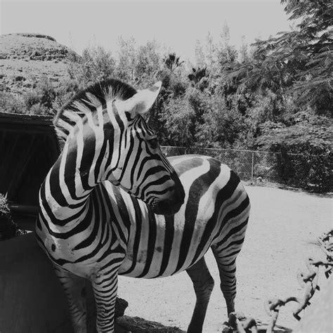 Premium Photo Close Up Of Zebra Crossing