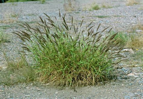 Invasive Species Pima County Az