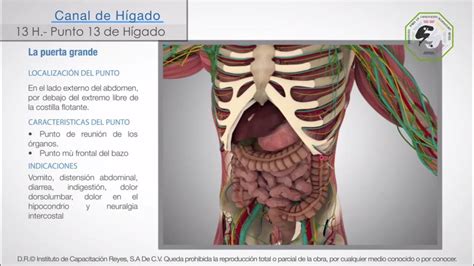 Punto 13 De Hígado Aprende Acupuntura En Un Minuto Youtube