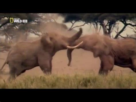 Elephant Vs Elephant Deadliest Fight Nat Geo Wild Youtube