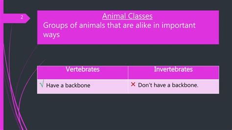 Animal Classes Ppt