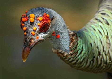 Ugly Birds 24 Ugliest Birds In The World Photos Videos
