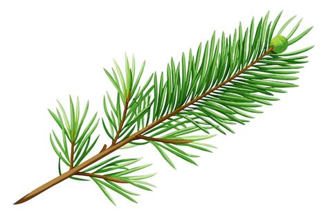 Premium Vector Realistic Pine Tree Branch Set Green Fir Twigs With Needles Isolated On White