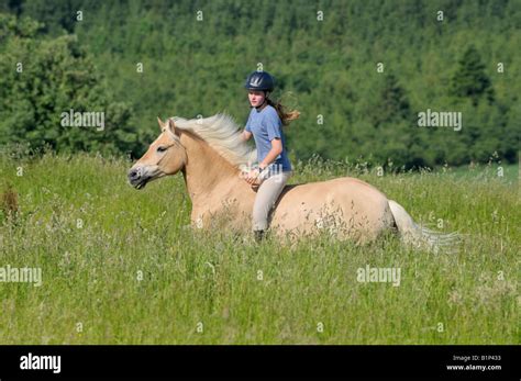 Ohne Sattel Auf Dem Pferd Fotos Und Bildmaterial In Hoher Auflösung