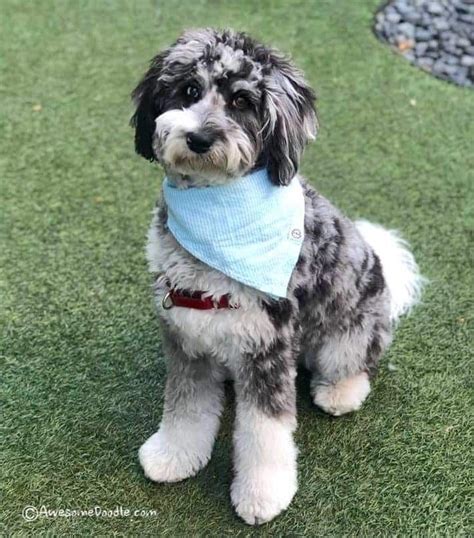 Red Merle Aussiedoodle Adult