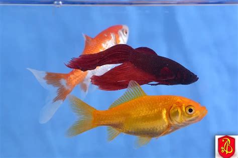 Datos De Pez Dorado Dieta Hábitat E Imágenes En Animaliabio