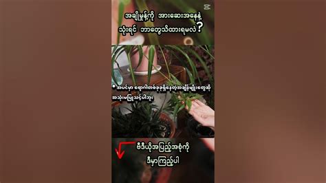 အချိုမှုန့်ကို အပင်အားဆေးအနေနဲ့သုံးရင် ဘာတွေ သိထားရမလဲ စိုက်ပျိုးရေး