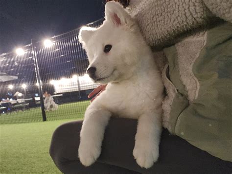 하리 입양후기 강아지파양 고양이파양 유기견무료분양입양 아이조아요양보호소