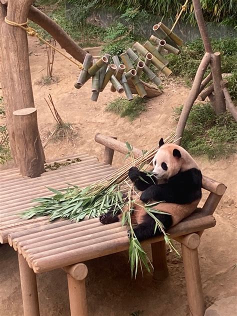 에버랜드 무료입장 푸바오 및 캐리비안베이 입장권 50 할인꿀팁 에버랜드 왕복셔틀예약 네이버 블로그