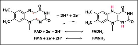 Adenosine Containing Cofactors Bioc2580 Introduction To Biochemistry