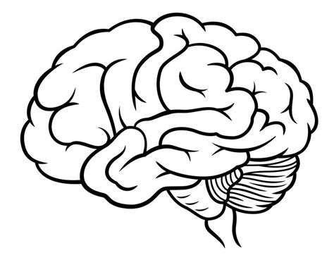 Doodle Style Human Brain Drawing Brain Drawing Human Brain Drawing