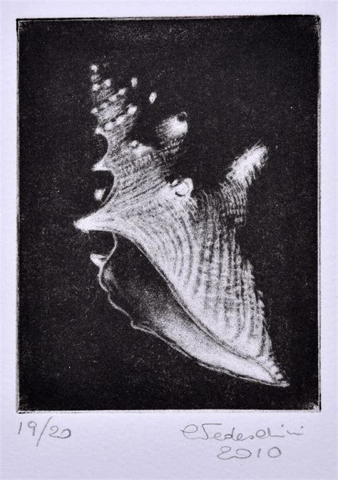 Nautilus Etching Print Ready To Frame Sea Shell Cross Section Artofit