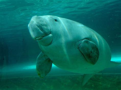 Chinas Dugongs Functionally Extinct Illawarra Mercury Wollongong
