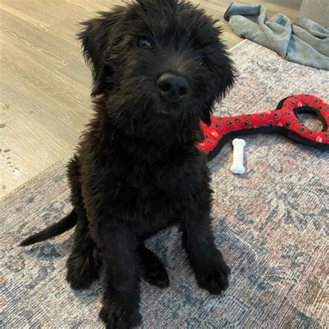 Cane Corso Poodle Mix Are They Hypoallergenic What To Expect