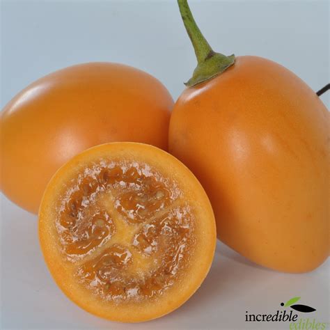 Bold Gold Tamarillo Sweet And Less Acidic Than Red Varieties