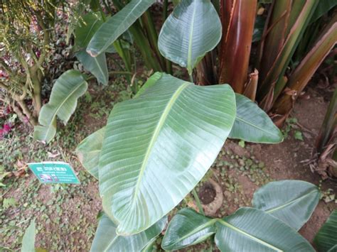 극락조 키우기 극락조화 물주기 화분 분갈이 가지치기 여인초 차이 네이버 블로그