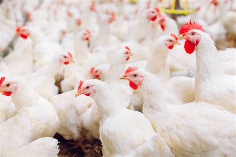 11 Best Meat Chickens To Breed And Raise In Your Backyard