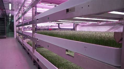 Лондон хотод дэлхийн 2 р дайны үеийн агаарын довтолгооноос хамгаалах газар доорх нуувчинд ногоо