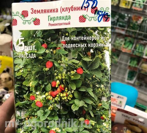 Выращивание клубники в квартире круглый год - рекомендации