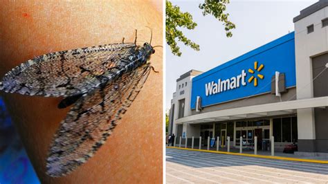 A Rare Prehistoric Insect Resurfaced In The Us And Its Horrifyingly