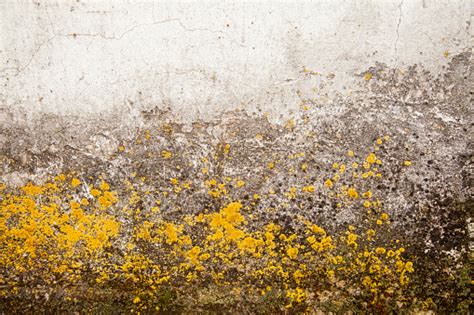 표면에 곰팡이 흰색 벽에 독성 곰팡이와 곰팡이 박테리아 균류에 대한 스톡 사진 및 기타 이미지 균류 지하 건축적 특징 집 Istock