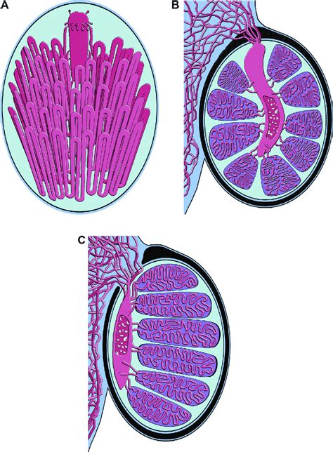 Rete Testis