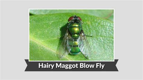 17 Types Of Blow Flies Identification With Pictures