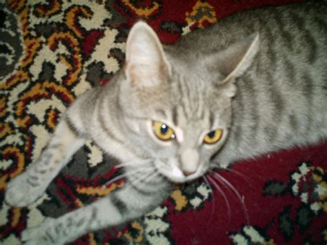 Kitty Posing By Crawlinghybrid2001 On Deviantart