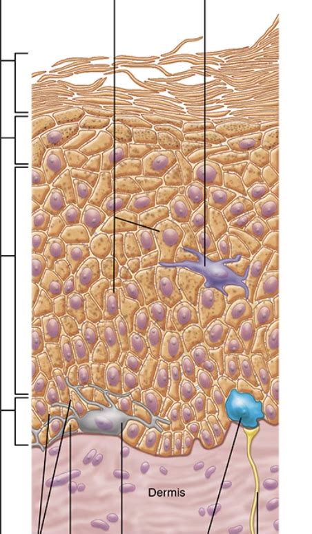 Epidermis Model Diagram Diagram Quizlet
