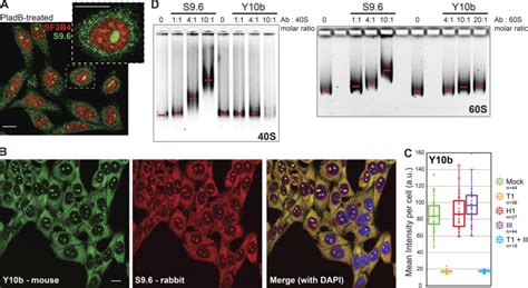 Cytological Evaluation And Biochemical Assay Of Ribosomal Rna Binding Download Scientific