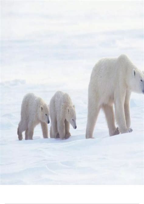 Powerpoint Pabo Les Aardrijkskunde Klimaatverandering Wereldoriëntatie Stuvia Nl