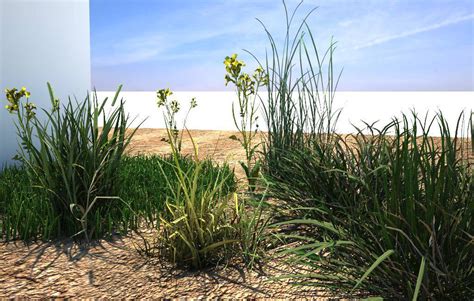 7 types of grass proxy imported from sketchup texture