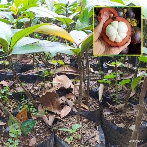 Jual Bibit Manggis Asal Biji Agro Bibit Id Jual Bibit Manggis Asal Biji Agro Bibit Id