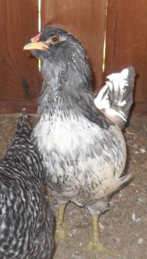 7 Week Easter Egger Pullet Or Roo Backyard Chickens Learn How To Raise Chickens