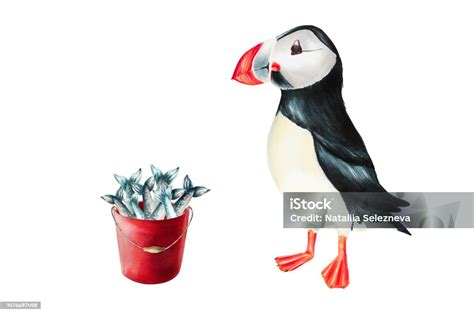 하얀 배경에 분리된 물고기로 가득 찬 빨간 양동이가 있는 수채화 퍼핀 새 현실적인 북극과 남극 해양 포유류를 손으로 그립니다