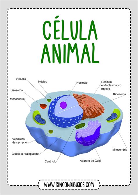 Dibujos De La Célula Animal Y La Célula Vegetal