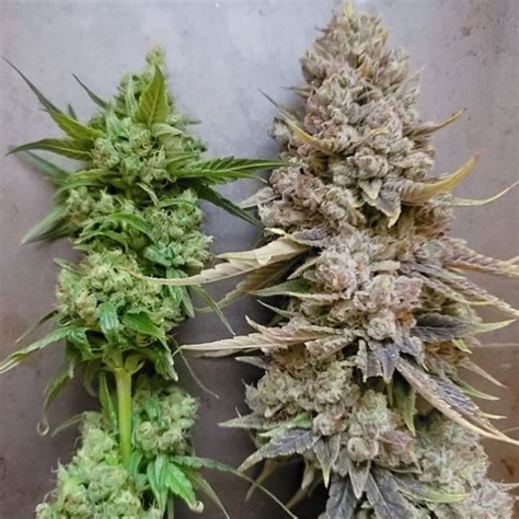 Mail In Testing Verne Bio