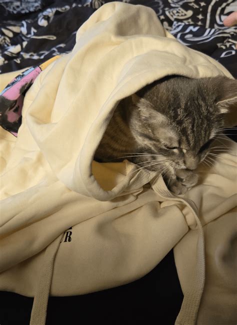 Turning My Daughters Cat Into A Swiftie R Swiftiemerch