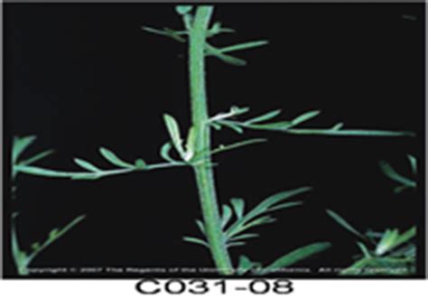 Diffuse Knapweed Centaurea Diffusa