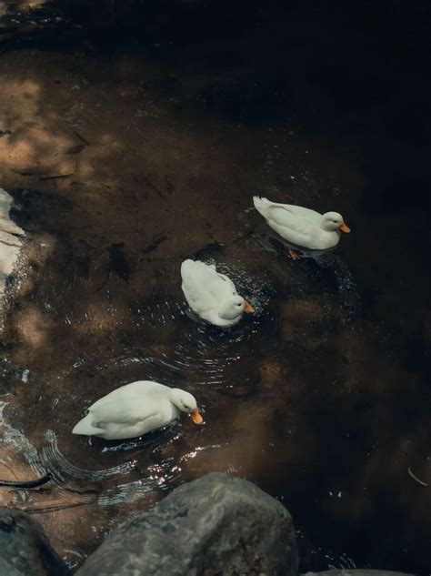 ชนบทบ้านไม้เงียบสงบริมธารกลางป่าใหญ่ แม่ลาย เชียงใหม่ แกลเลอรีที่โพสต์โดย หาที่หลง Lemon8